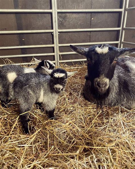 Pygmy Goats For Sale The Prime Herders