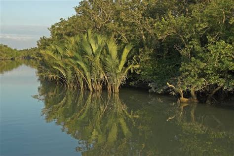 Wonderful Site Of The World Sundarbans The Largest Mangrove Forest