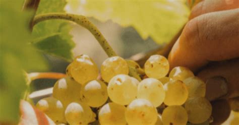 Ermacora Storia E Prodotti Produttori Cortilia