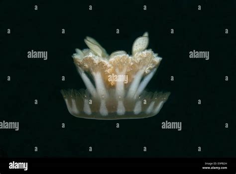 Upside Down Jellyfish Cassiopeia Andromeda Adult Swimming Lembeh