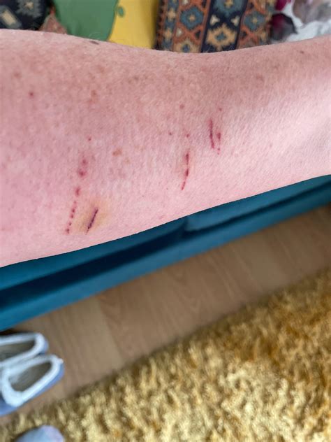 My Normally Sweet And Gentle Tuxedo Is In So Much Trouble Right Now R TuxedoCats