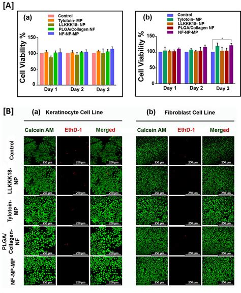 In Vitro Cyto Compatibility Of The Bioactive Peptide Releasing Ecm Like
