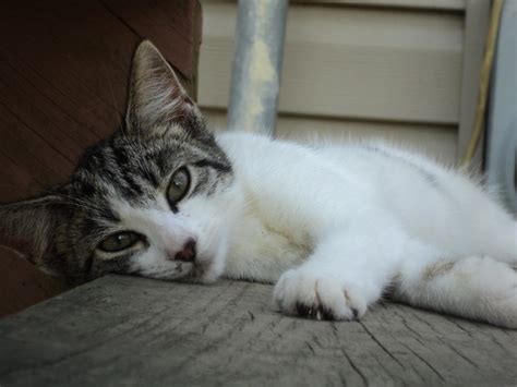 Lazy Kitty By Chokiemoki47 On Deviantart