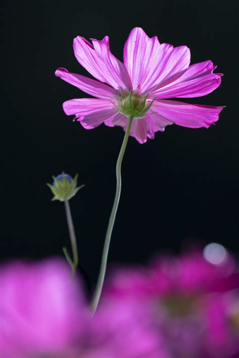 秋桜 GANREF