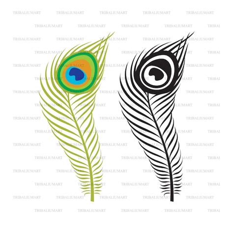 Single Peacock Feathers Drawing Png