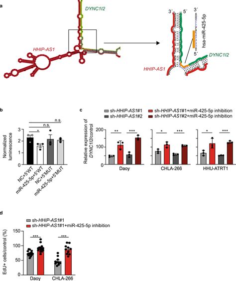 Hhip As1 Blocks Endogenous Hsa Mir 425 5p Function To Maintain Dync1i2