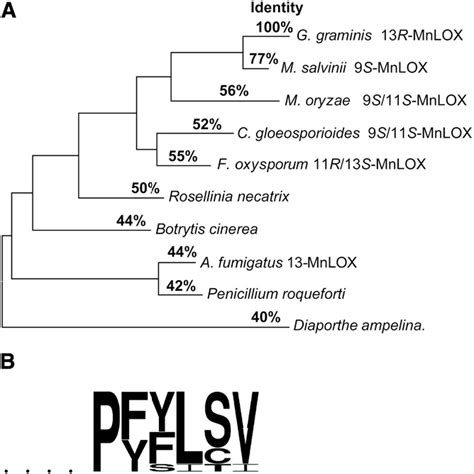 Figure 1 From Crystal Structure Of Linoleate 13r Manganese Lipoxygenase In Complex With An