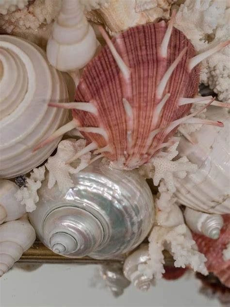 Sea Shell Mirror Of Rectangular Shape With Nautilis And Scallop At 1stdibs