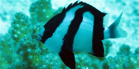 Finding Nemo Deb