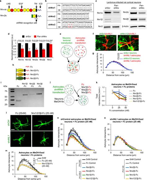 Astrocytic Neuroligins Control Astrocyte Morphogenesis And Synaptogenesis Pmc