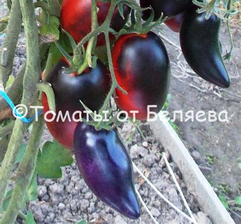 Томат Сливка гурман • Описание, ОТЗЫВЫ(8), фото, семена, купить - Томат32