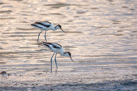 두 마리의 물새가 호수에서 먹이를 먹는 Recurvirostra Avosetta라는 아보셋을 피웠다 Pied Avocet은 길고