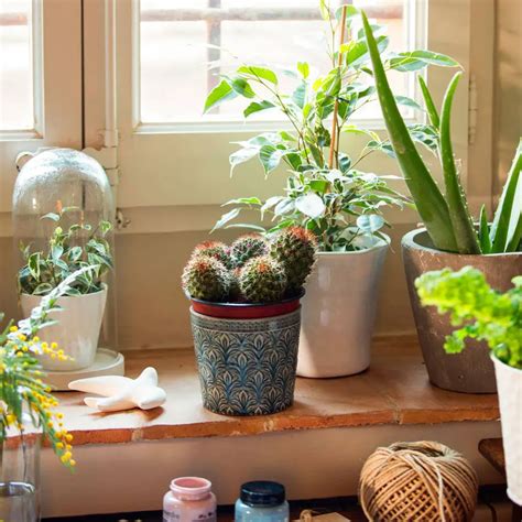 Plantas Para La Cocina Según El Feng Shui Cocinas Económicas