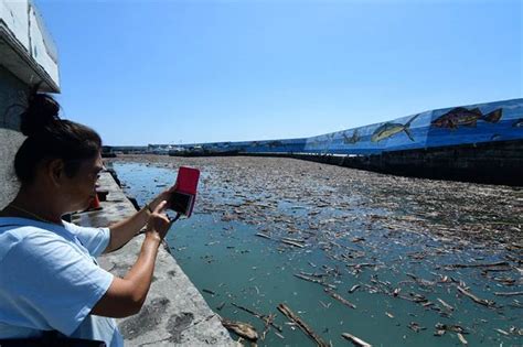 漂流木塞爆富岡港 漁民、交通船業者跳腳 生活 中時