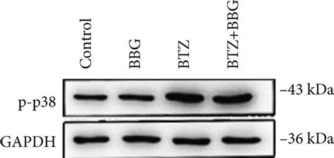 P38 Mrna Expression And P38 Phosphorylation In Drg After Inhibition Of