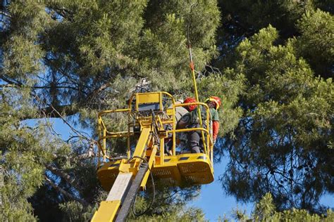 Tree Work Pruning Operations Crane And Pine Wood Editorial Stock