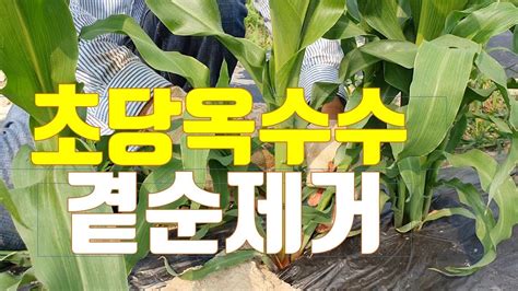 옥수수 중에 초당옥수수 당도가 최고 곁순따는 방법 Youtube