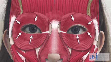 Periorbital Area Youtube