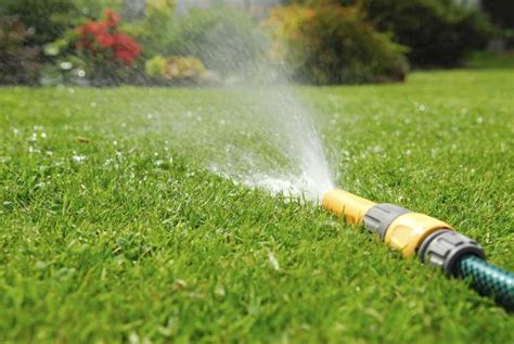 Conseils D Arrosage De La Pelouse Apprenez Quand Et Comment Arroser