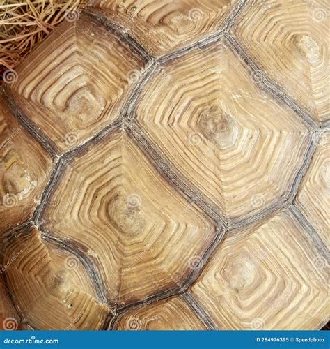A Photography Of A Turtle Shell With A Pattern On It There Is A Turtle That Is Laying Down On