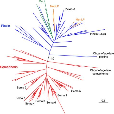 Phylogenetic Tree Of Sema Domain Containing Proteins Unrooted