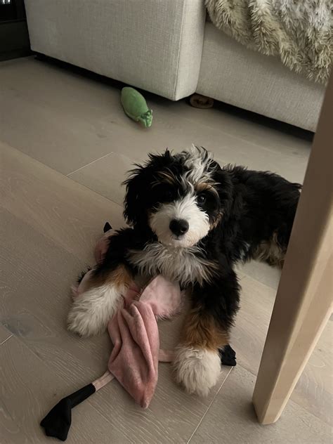 輸入犬マイスターJP