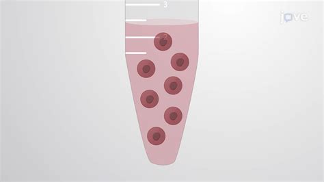 Video عزل الخلايا الجذعية المشتقة من الدهون من الأنسجة الدهنية الفئران حول الأبهر Experiment