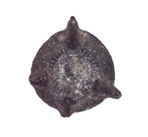 Crinoid Ny Devonian Member Collections The Fossil Forum