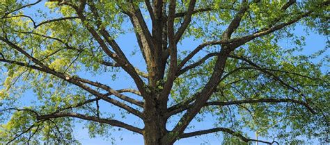 Arbortech Tree Service