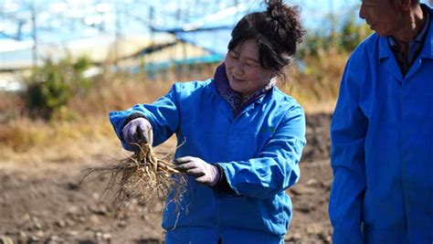 长白山人参 吉林频道 人民网网上的人民日报