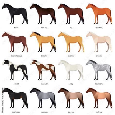 Vector Collection Of Various Horse Coats Colors Black Bay Chestnut