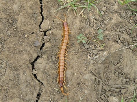 Centipede Centipede An Arthropod With A Pair Of Legs To Flickr