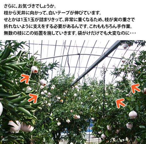大玉『せとか』長崎県産 柑橘 3〜4l 約3kg（8〜10玉）産地箱 風袋込 ※常温 Ja長崎せいひ｜豊洲市場ドットコム