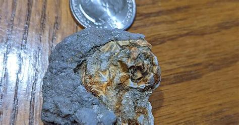 Unknown Fossil Found In Southern Indiana Maybe A Crinoid Calyx