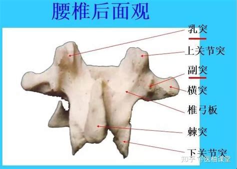 很实用！脊椎解剖图解！ 知乎