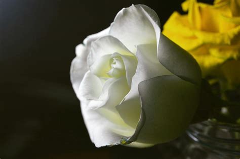 Mohammada54 ‎پیش از من و تو لیل و نهاری بوده‌ست گردنده فلک نیز به