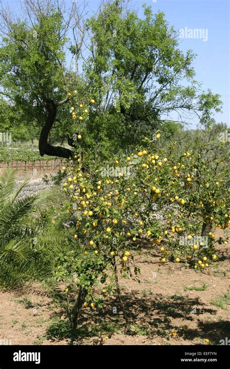Spanien Balearen Insel Mallorca Pollensa Pollenca Baum Orange Orangen