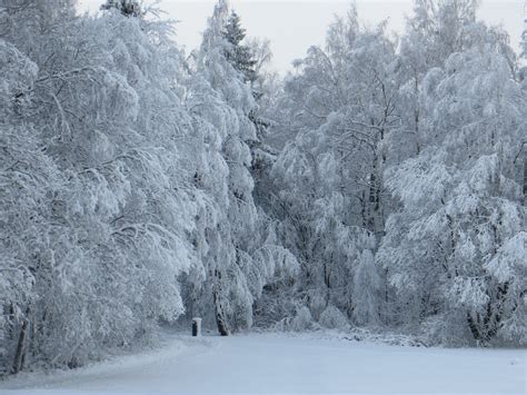 Free Images Tree Forest Branch Snow Frost Weather Fir Season