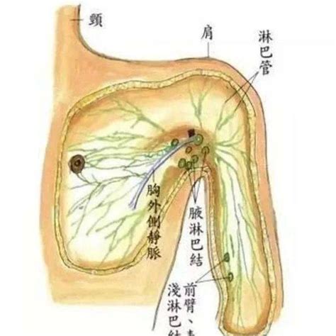 1次淋巴排毒胜过10次美容人体3大淋巴的排毒方法请收好 按摩