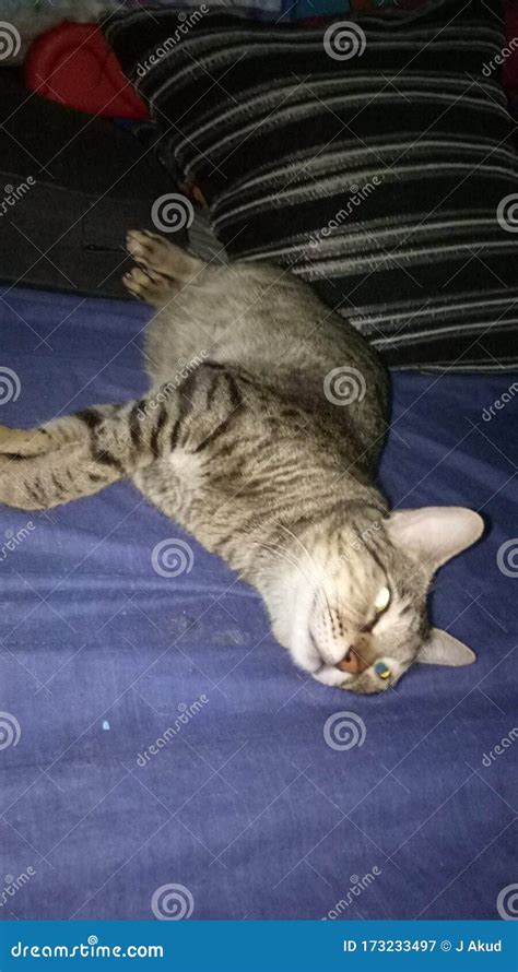 Rascal The Naughty Tabby Cat Stock Image Image Of Ears Eyes 173233497
