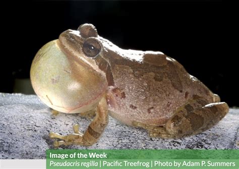 Amphibiaweb Species Of The Week Glandirana Rugosa Wrinkled Frog