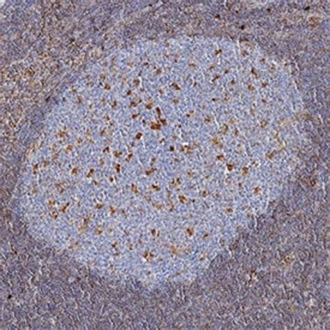 Human Mouse Rat Vimentin Antibody R D Systems Antibodies Primary