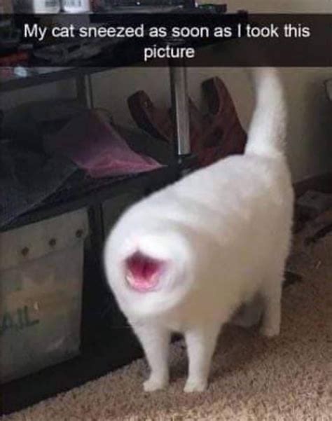 43 Funny Pics And Memes To Entertain Your Brain Wow Gallery Ebaums