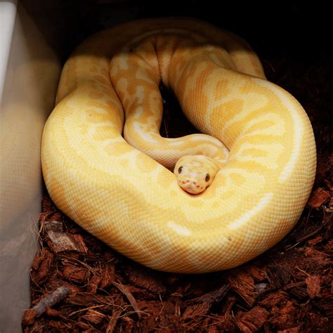 Powerball Yb Coral Glow Clown Pos Redstripe Ball Python By Rubber City