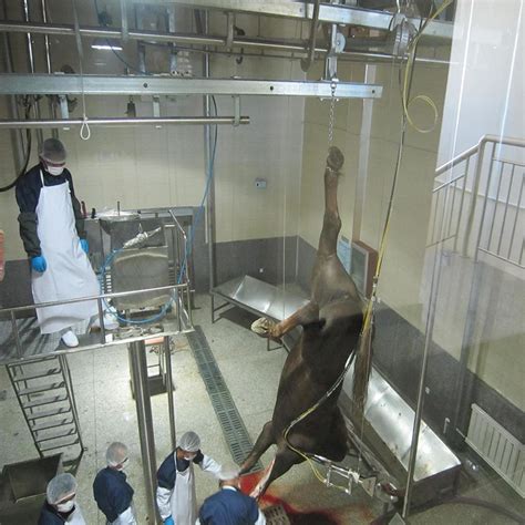 Cattle Abattoir Equipment Bleeding Shackle Cow Slaughter Machine For