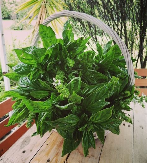 Easy Pesto Recipe