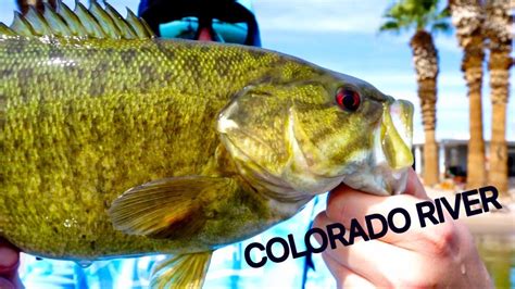 Colorado River Bass Fishing Californiaarizona Youtube