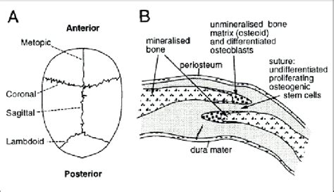 Cranial Sutures Anatomy