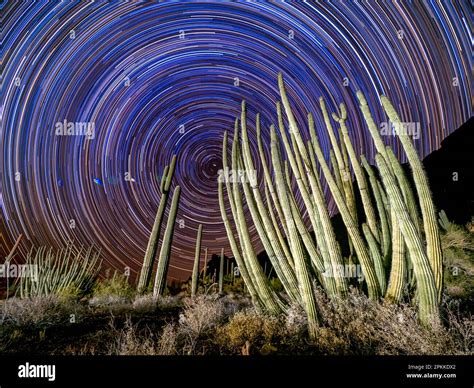 Organ Pipe Cactus Stenocereus Thurberi At Night In Organ Pipe Cactus