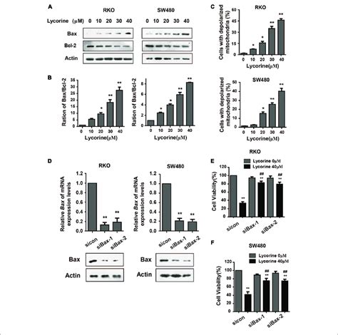 Lycorine Promotes Crc Apoptosis Via The Mitochondrial Pathway A